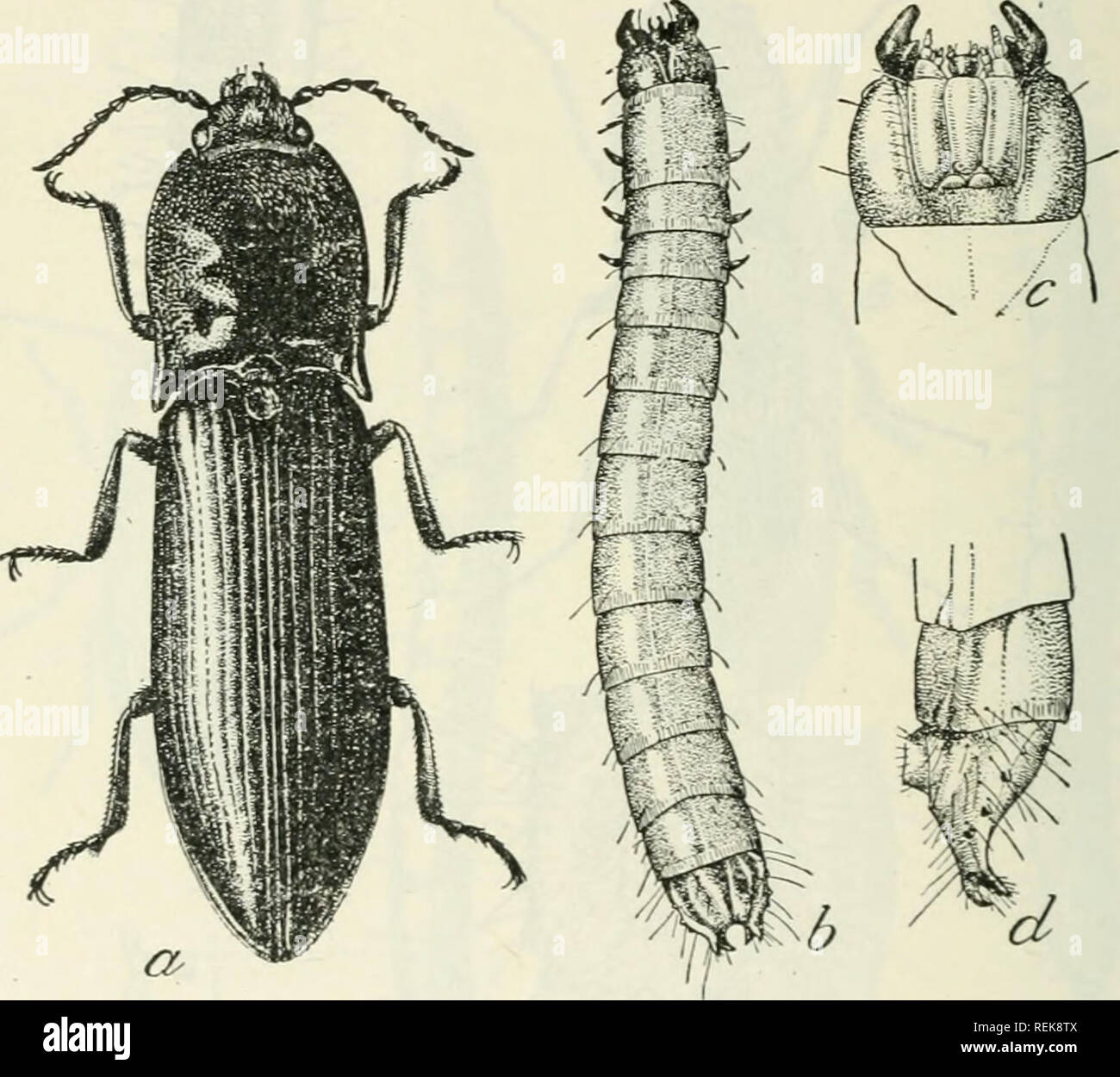 Agriotes spp hi-res stock photography and images - Alamy
