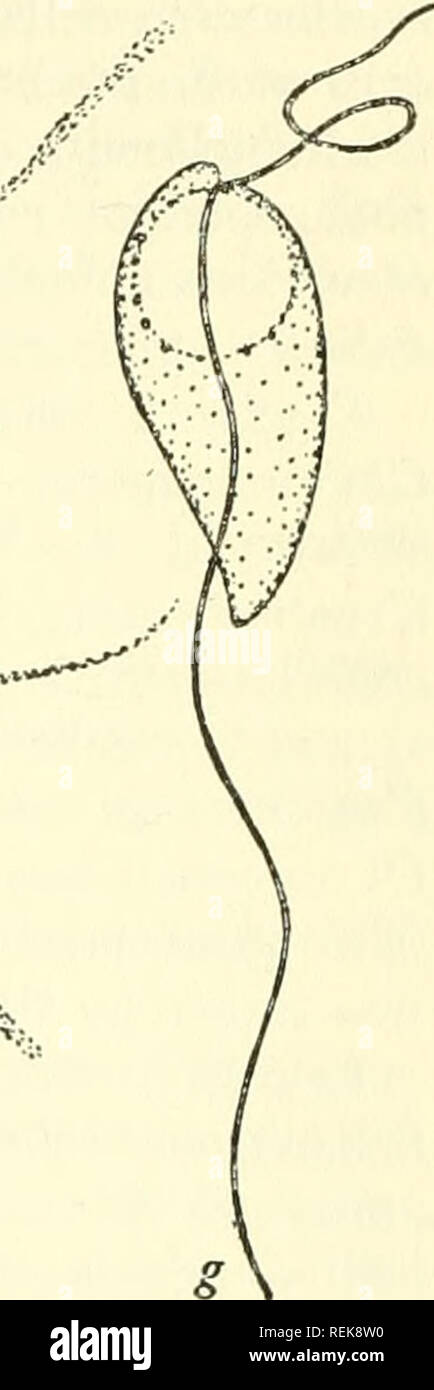 . The classification of lower organisms. Biology. Fig. 18.—a ...