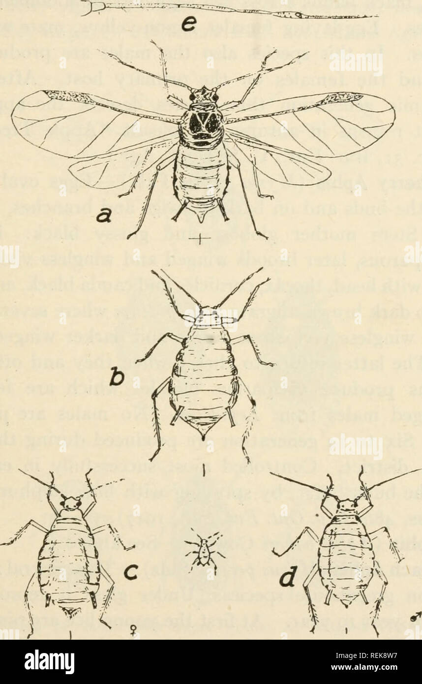 . Class book of economic entomology. Insects, Injurious and beneficial ...