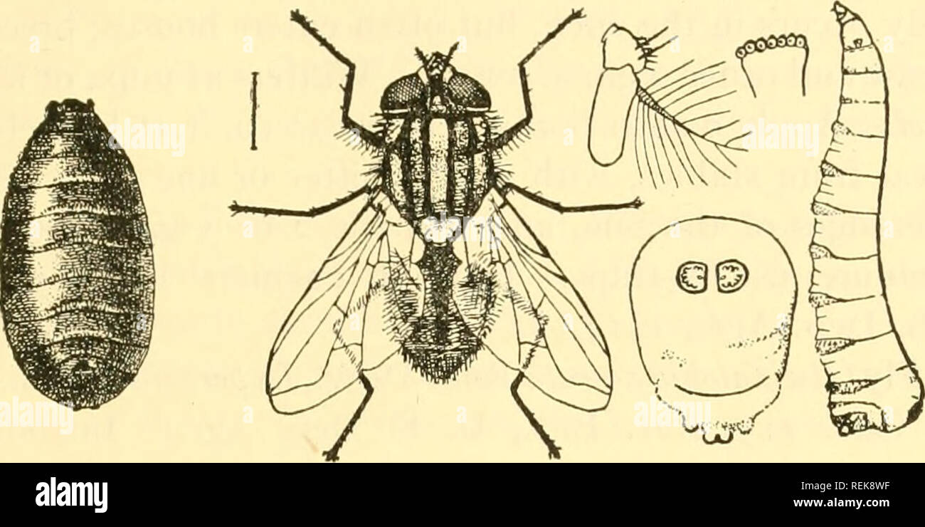 . Class book of economic entomology, with special reference to the ...