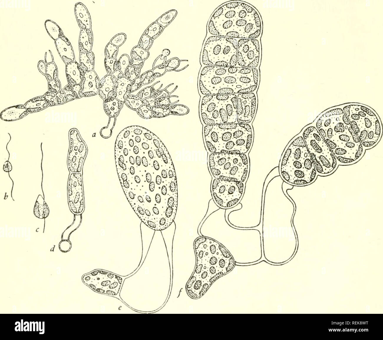. The classification of lower organisms. Biology. 92] The ...