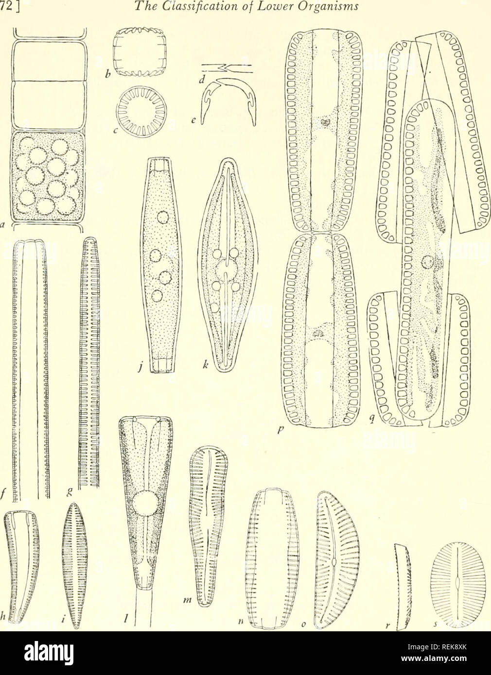 . The classification of lower organisms. Biology. The Classification of ...