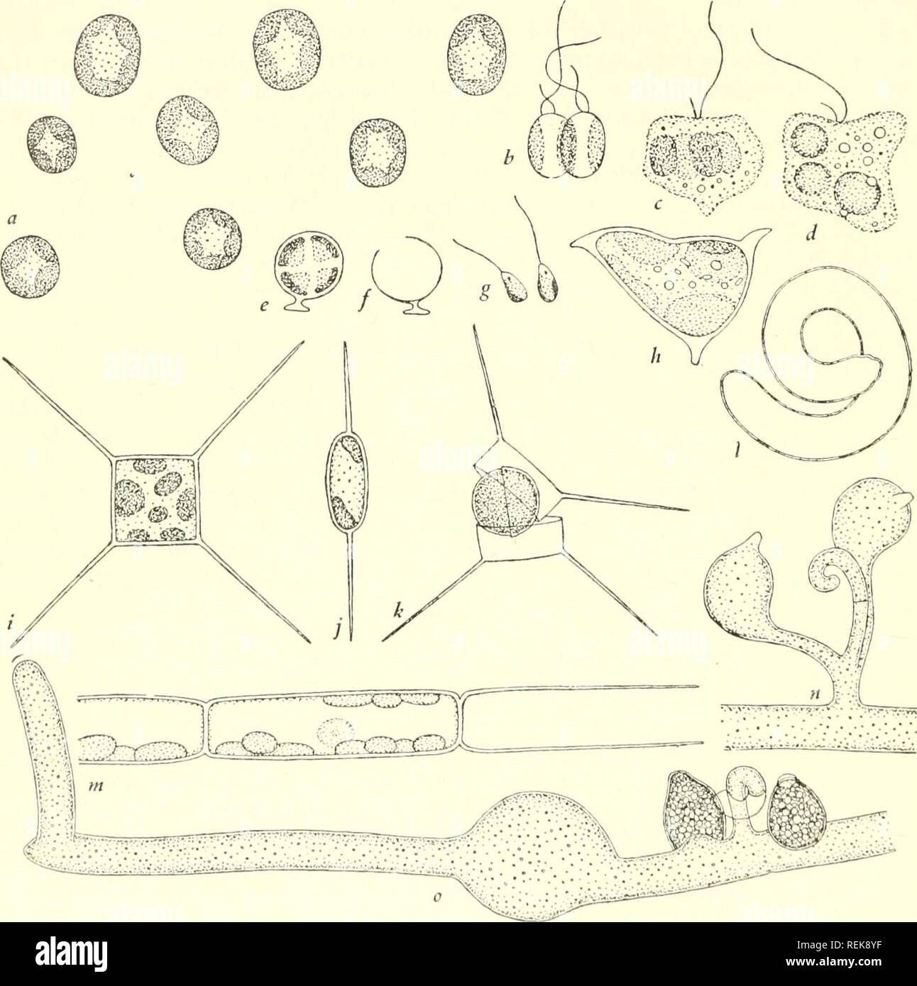 . The classification of lower organisms. Biology. 64] The ...