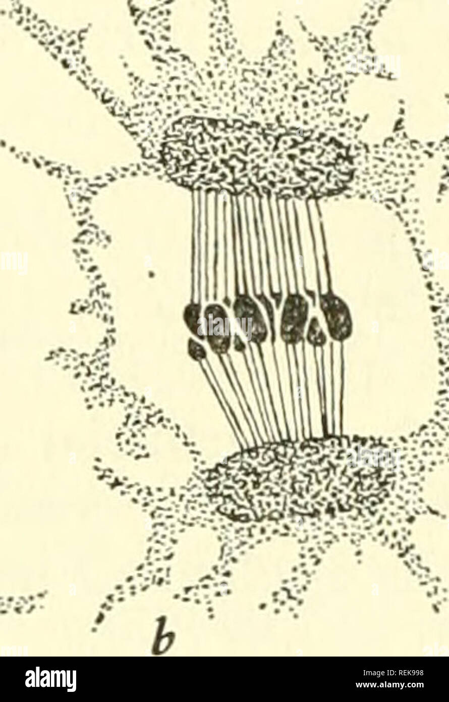 . The classification of lower organisms. Biology. 'ymW''^- :^^>^^. ^â ...