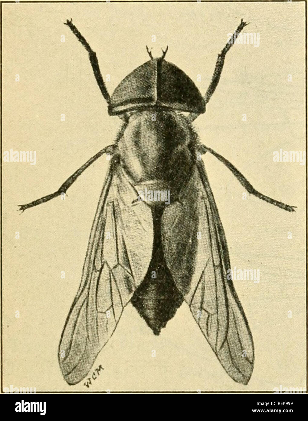 Insect abdominal bands hi-res stock photography and images - Alamy