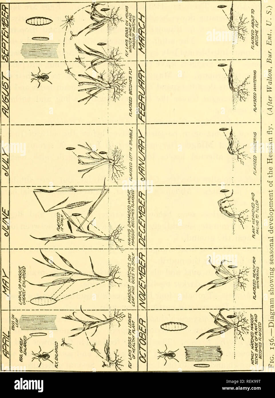Insects classification hi-res stock photography and images - Alamy