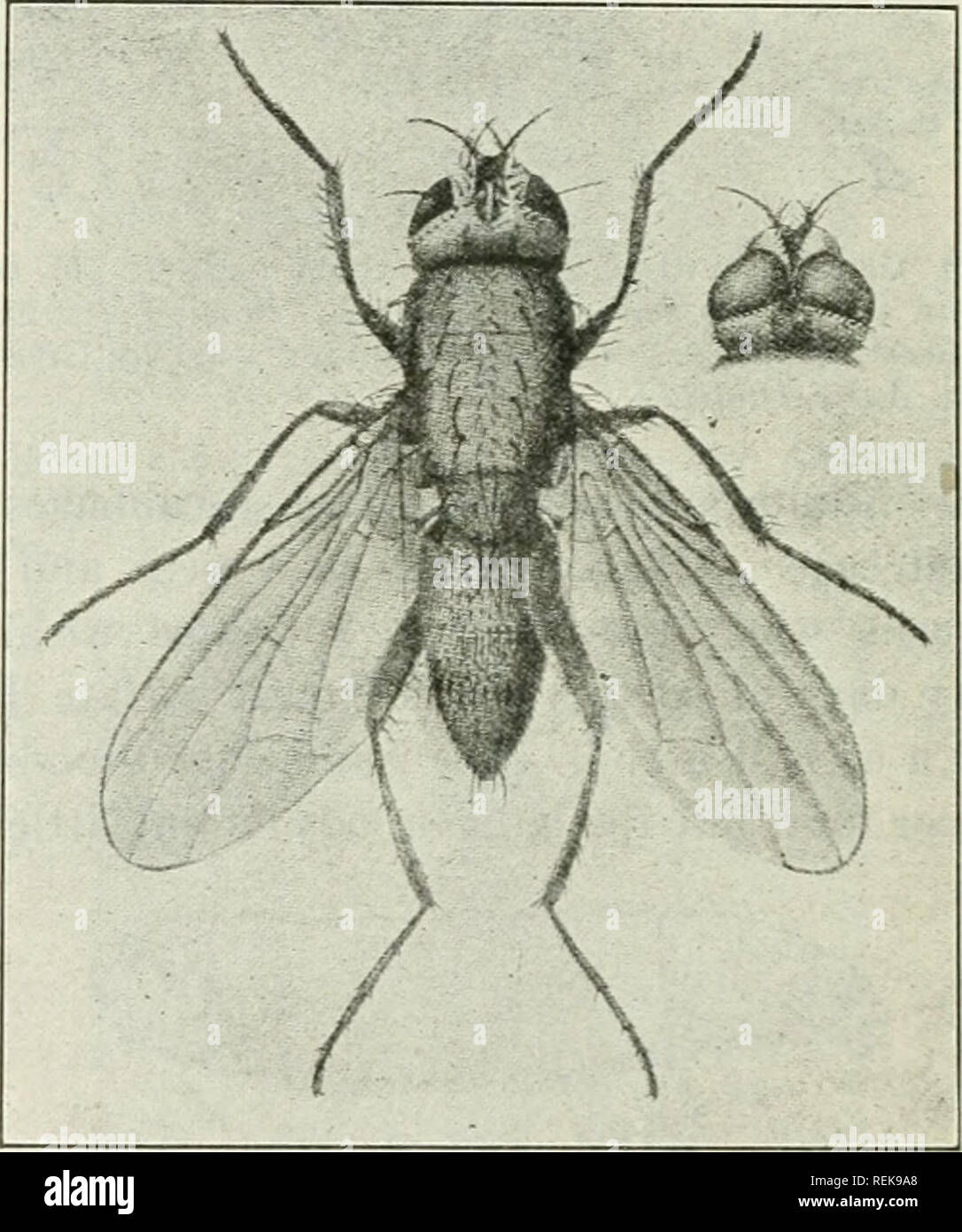 Onion fly maggot hi-res stock photography and images - Alamy