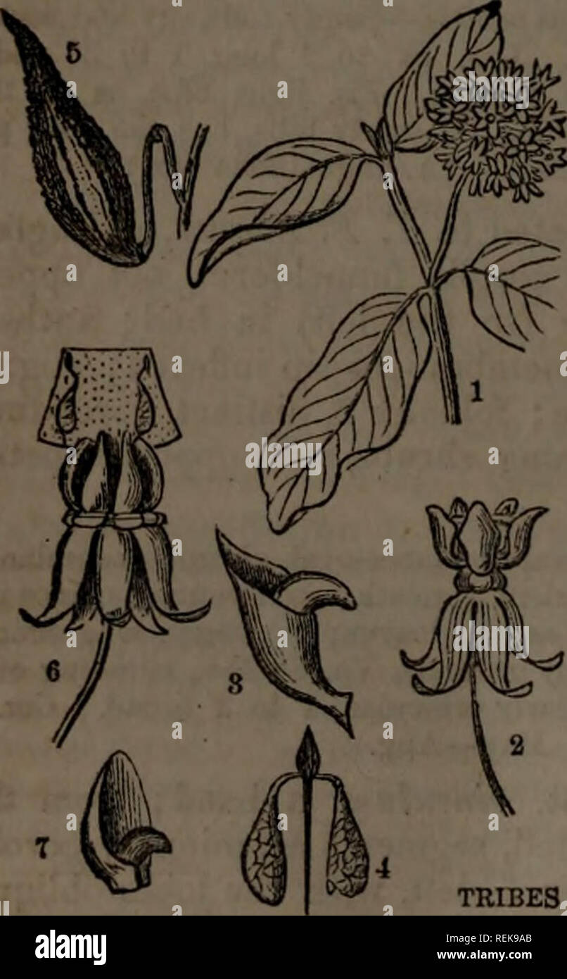 Elongated leafy structure hi-res stock photography and images - Alamy