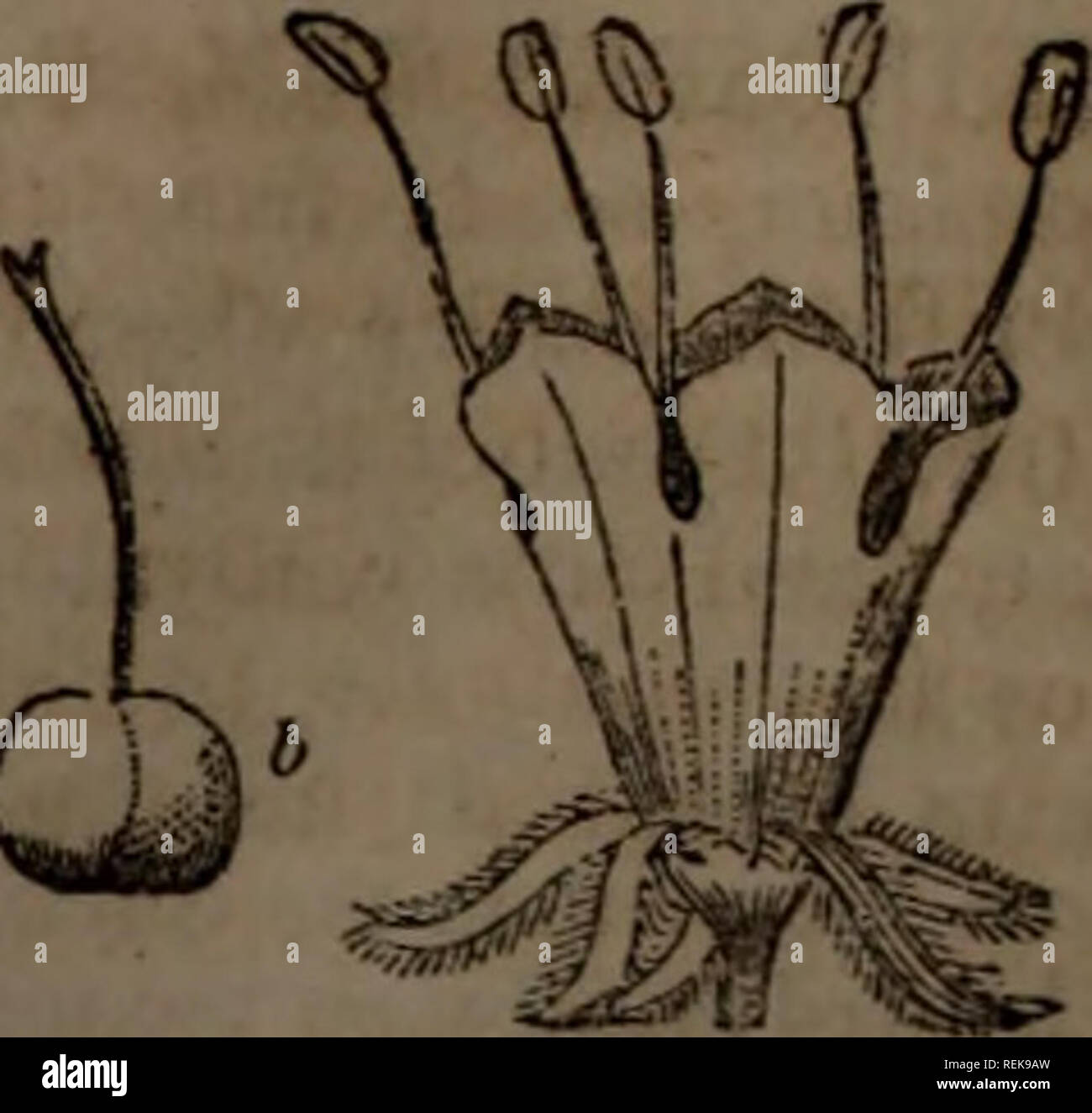 . Class-book of botany : being outlines of the structure, physiology ...