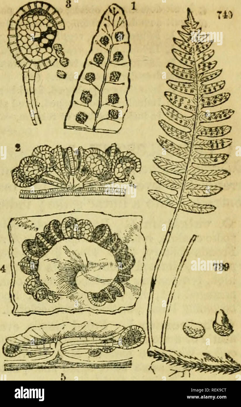 . Class-book of botany: being outlines of the structure, physiology and ...