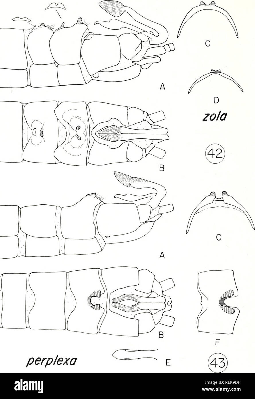 . The classification, evolution, and dispersal of the winter stonefly ...