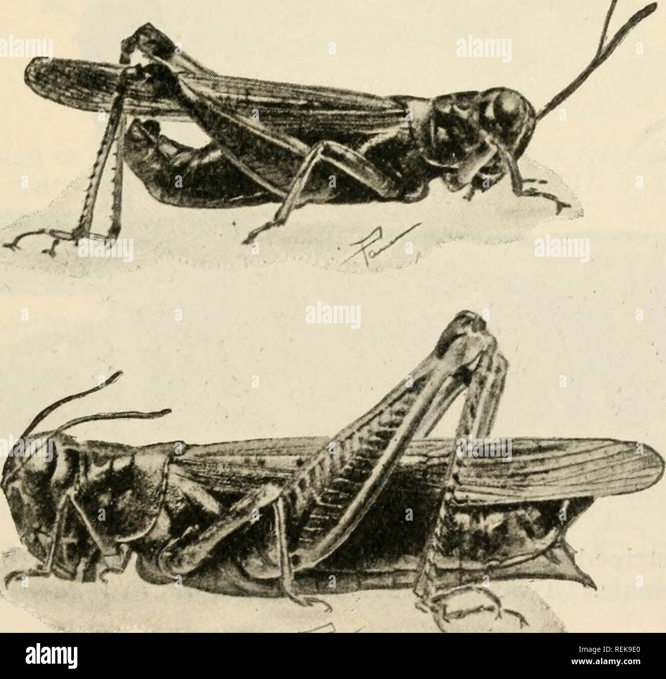 Grasshopper egg pod hi-res stock photography and images - Alamy