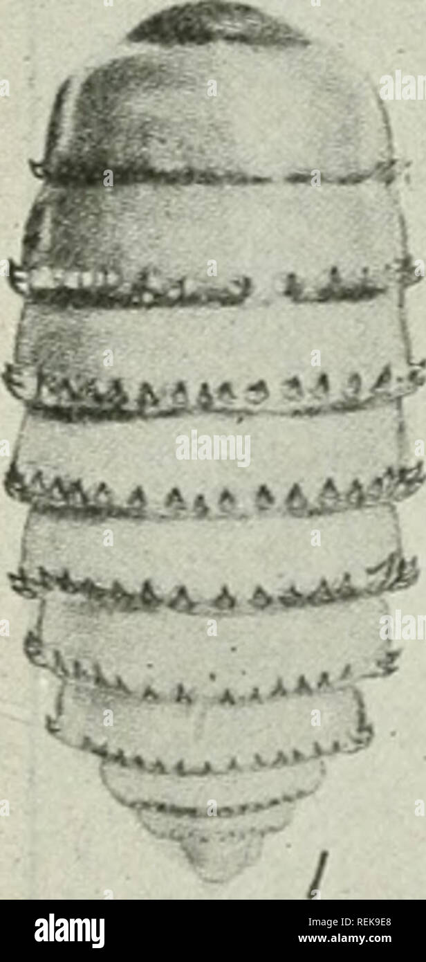 Hypoderma lineatum hi-res stock photography and images - Alamy