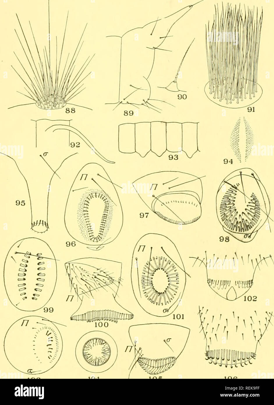 . The classification of lepidopterous larvae. Lepidoptera; Larvae. 103 ...