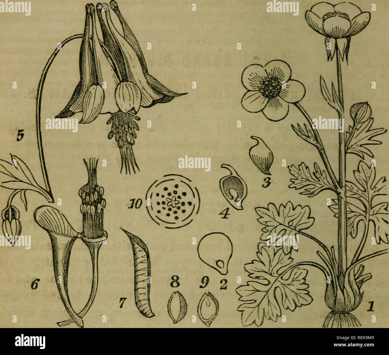 . A class-book of botany, designed for colleges, academies, and other ...