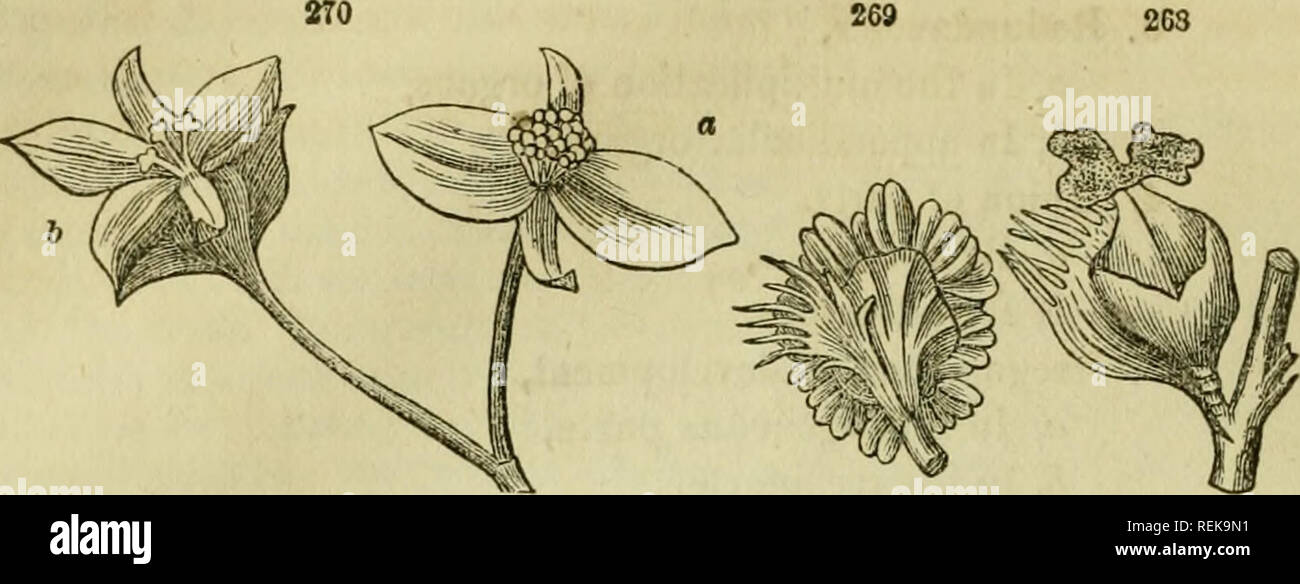 . Class-book of botany: being outlines of the structure, physiology and ...