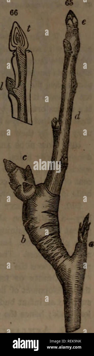 . Class-book of botany : being outlines of the structure, physiology ...