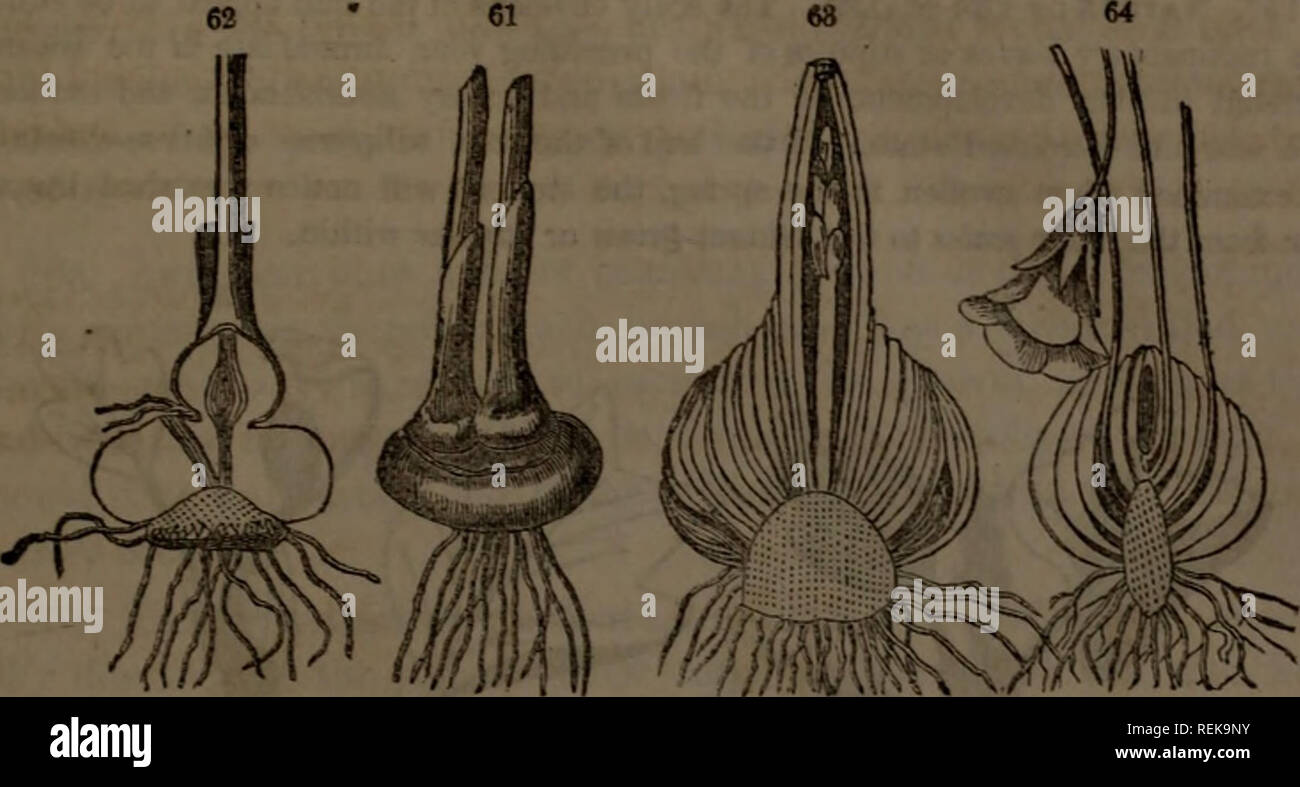 Axillary bulb hi-res stock photography and images - Alamy