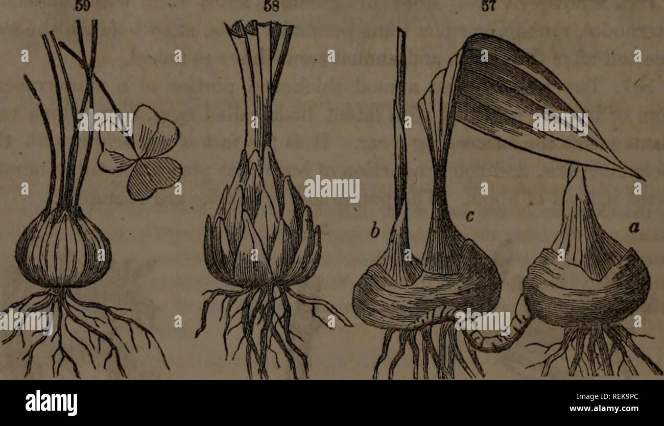 Corm Stem Corn Living History Farms, Iowa | Learning Fields