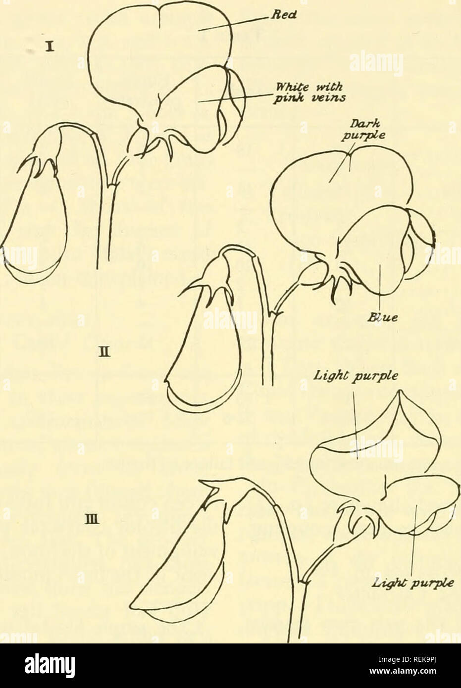 . Classic papers in genetics. Genetics; Genetics. 56 BATESON AND ...