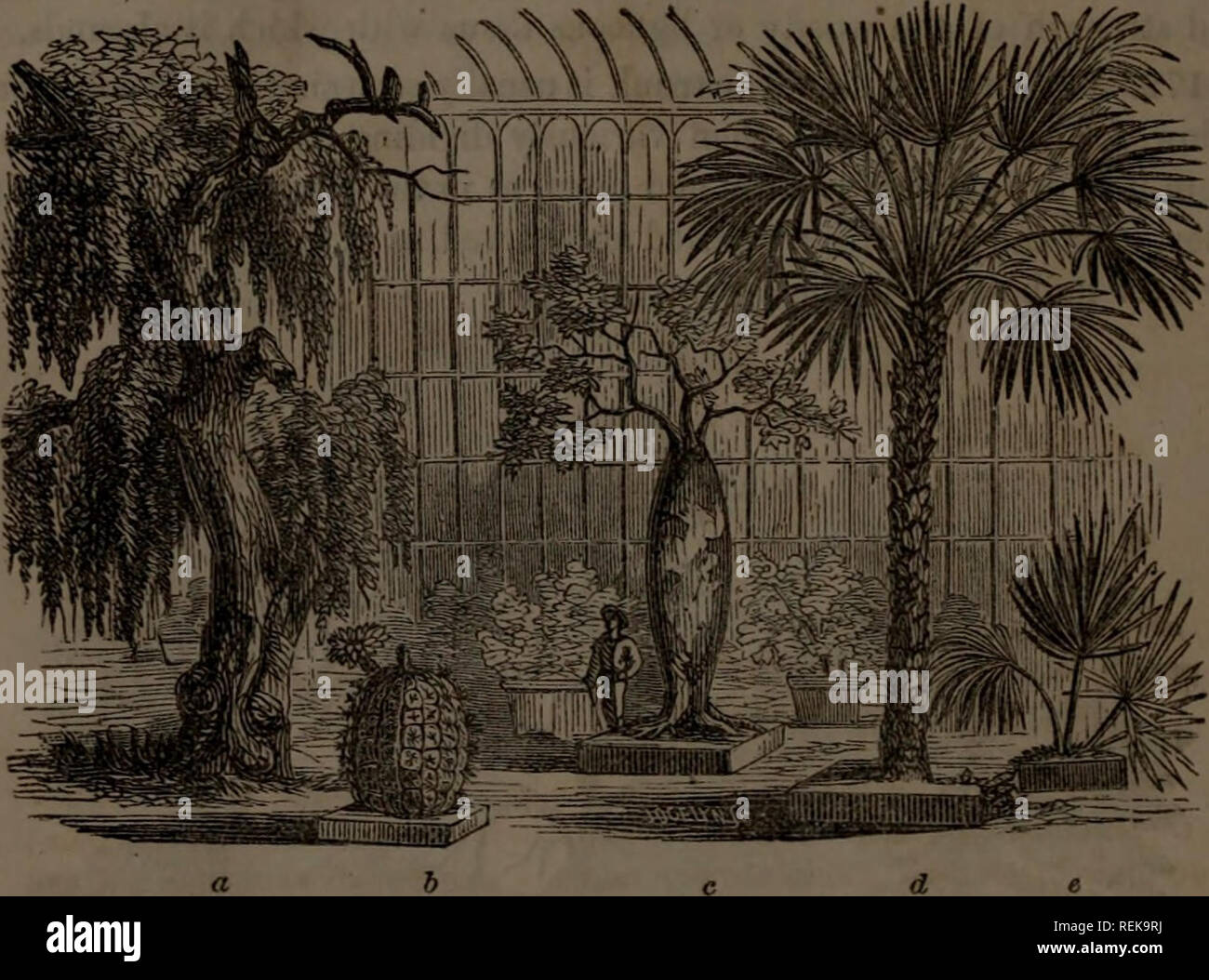 Rounded structure of a tree hi-res stock photography and images - Alamy