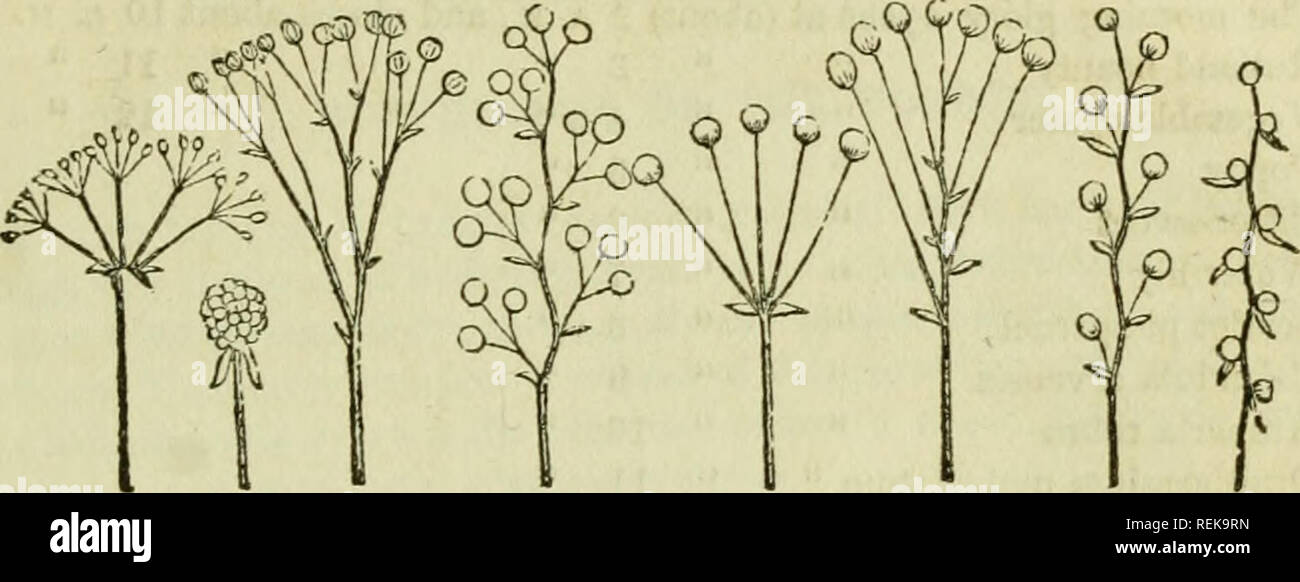. Class-book of botany: being outlines of the structure, physiology and ...