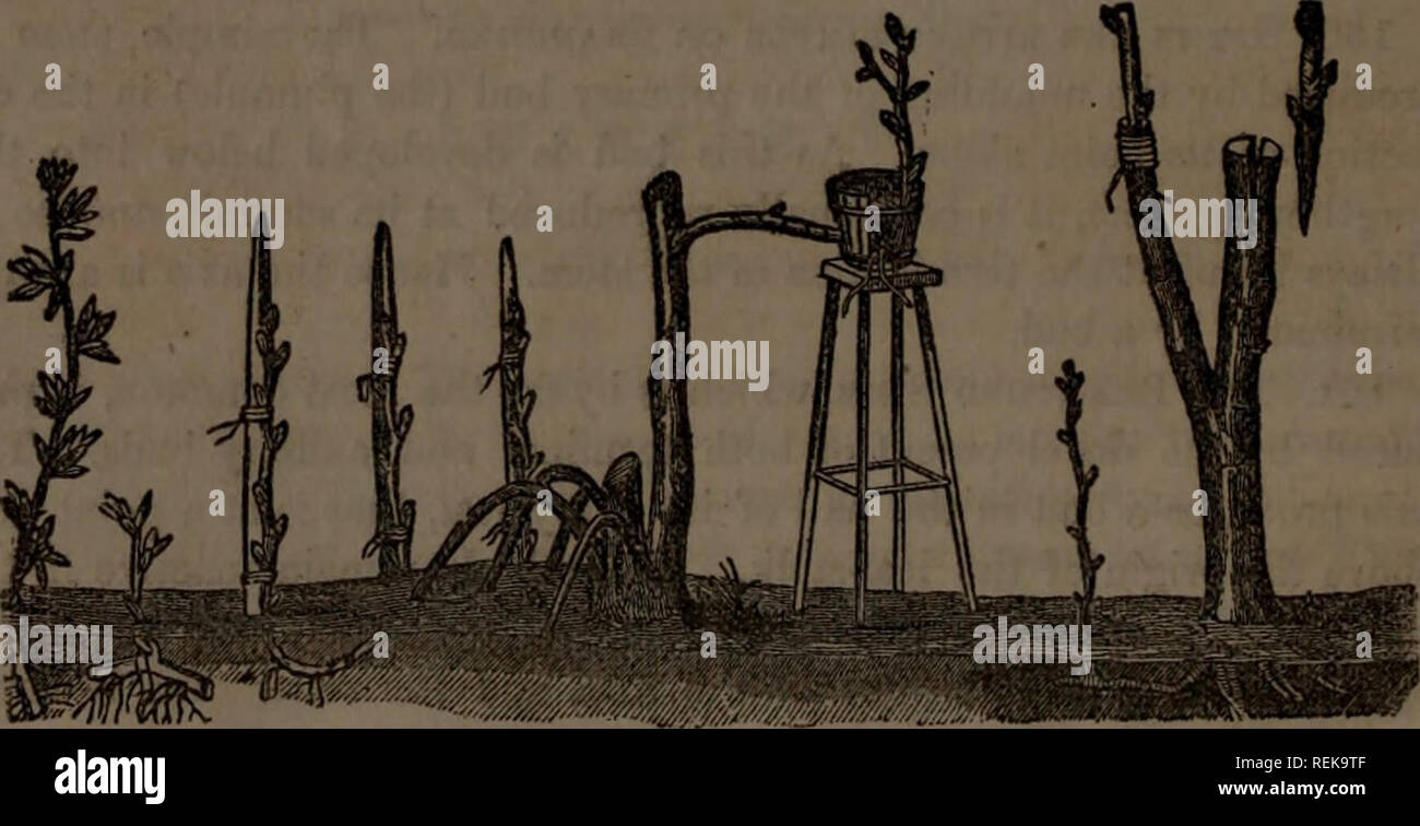 . Class-book of botany : being outlines of the structure, physiology ...