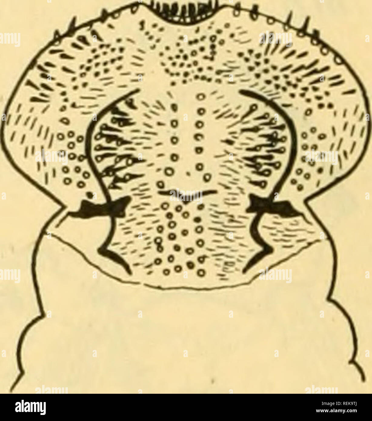 Three types of insects hi-res stock photography and images - Alamy