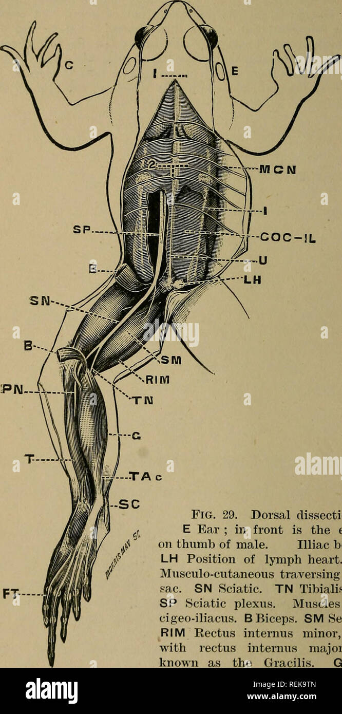 . A class book of (elementary) practical physiology : including ...
