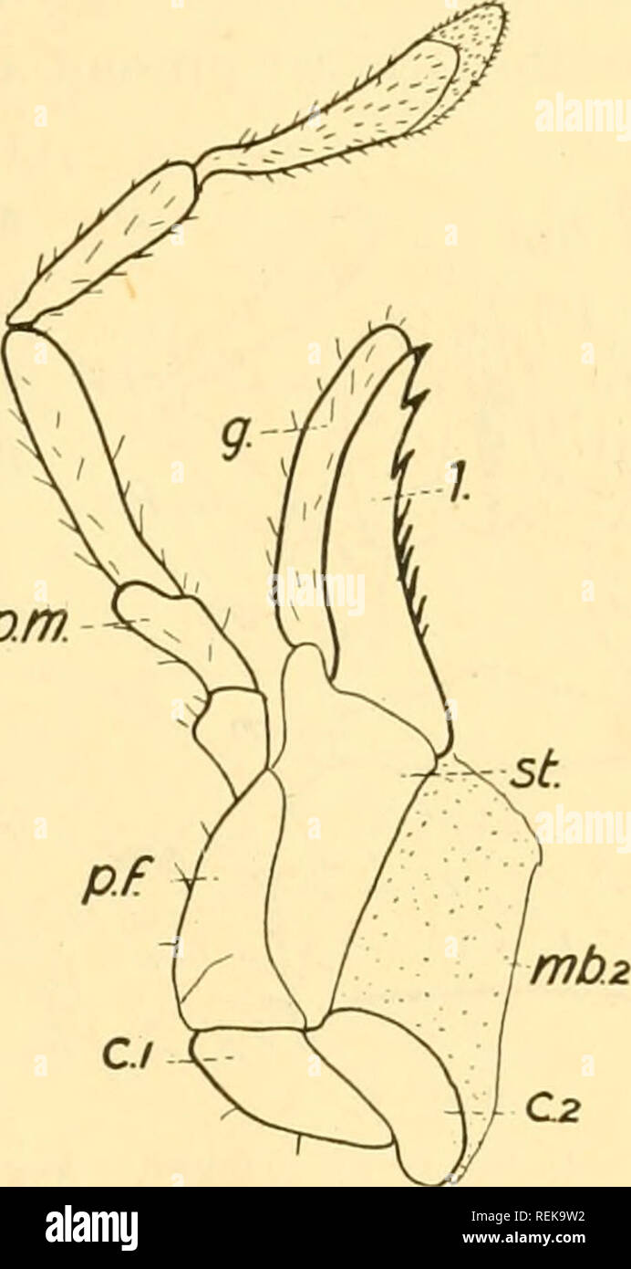 Maxillary galea hi-res stock photography and images - Alamy