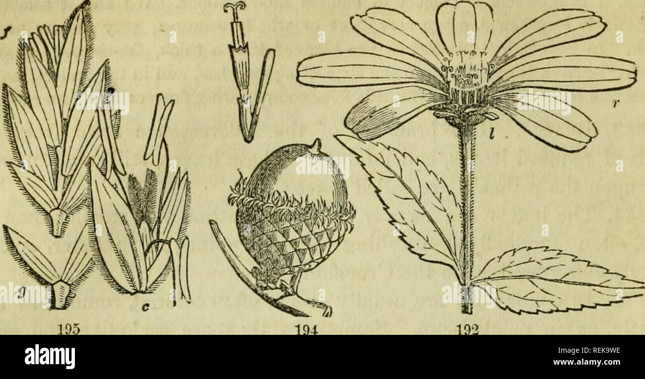 . Class-book of botany: being outlines of the structure, physiology and ...