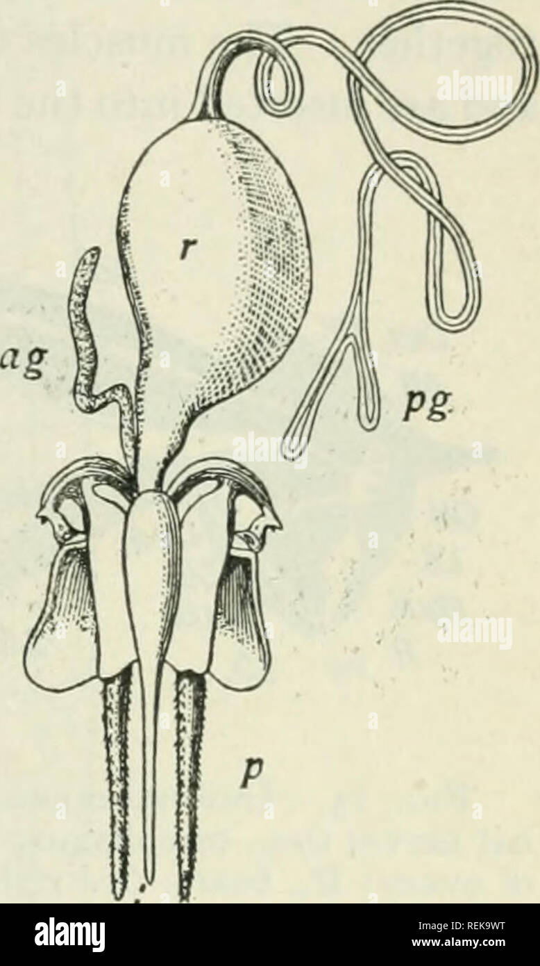 Pests channel hi-res stock photography and images - Alamy
