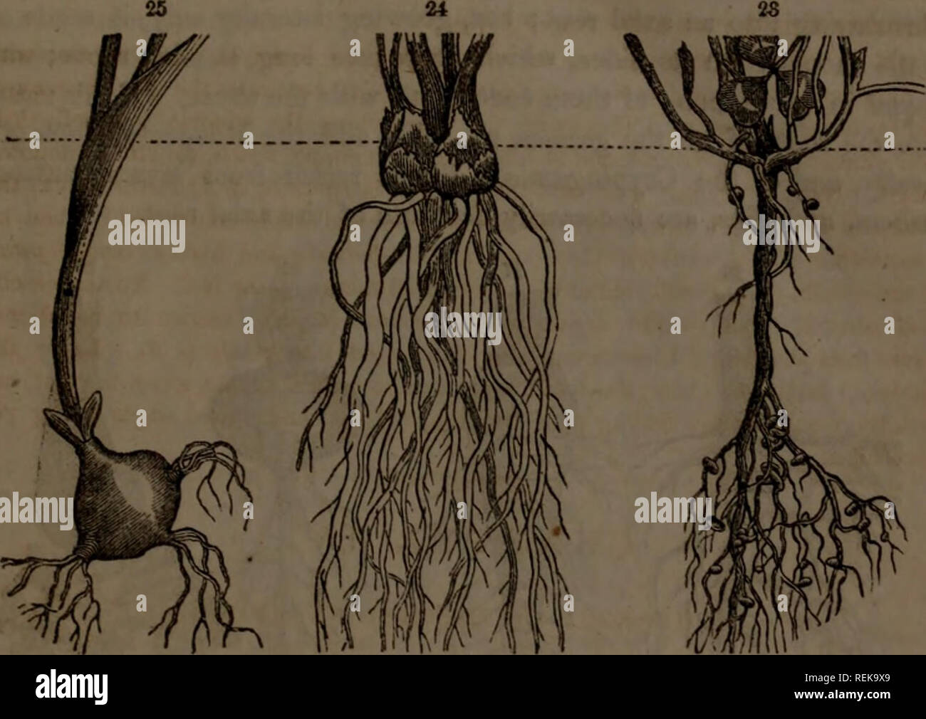Fibrous root structure hi-res stock photography and images - Alamy