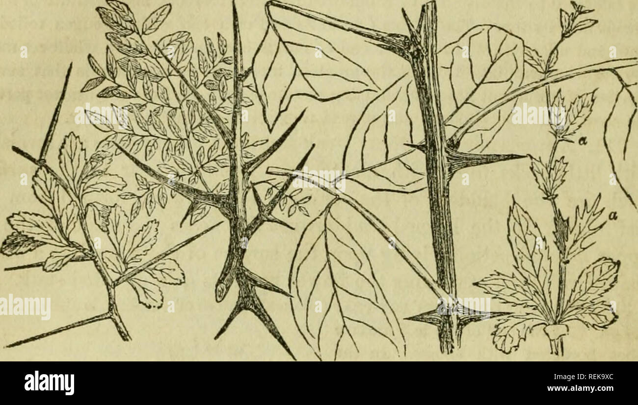 Clematis petioles leaves hi-res stock photography and images - Alamy