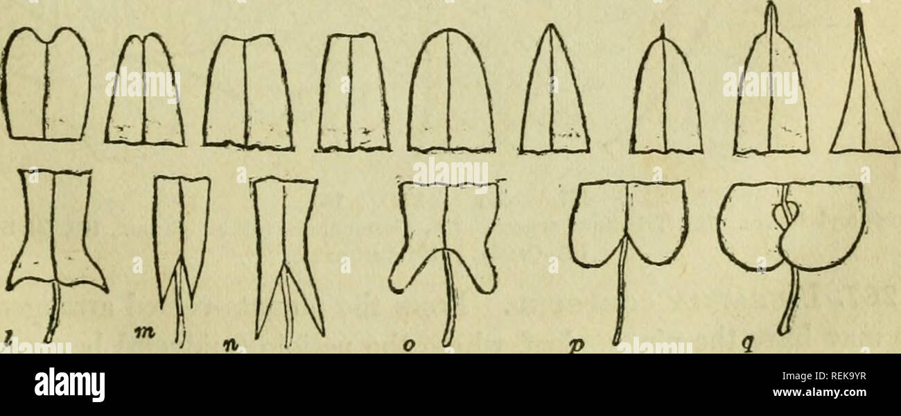 Book margins torn hi-res stock photography and images - Alamy