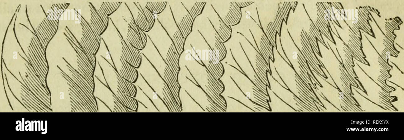 Acerose Leaf Stock Photos & Acerose Leaf Stock Images - Alamy