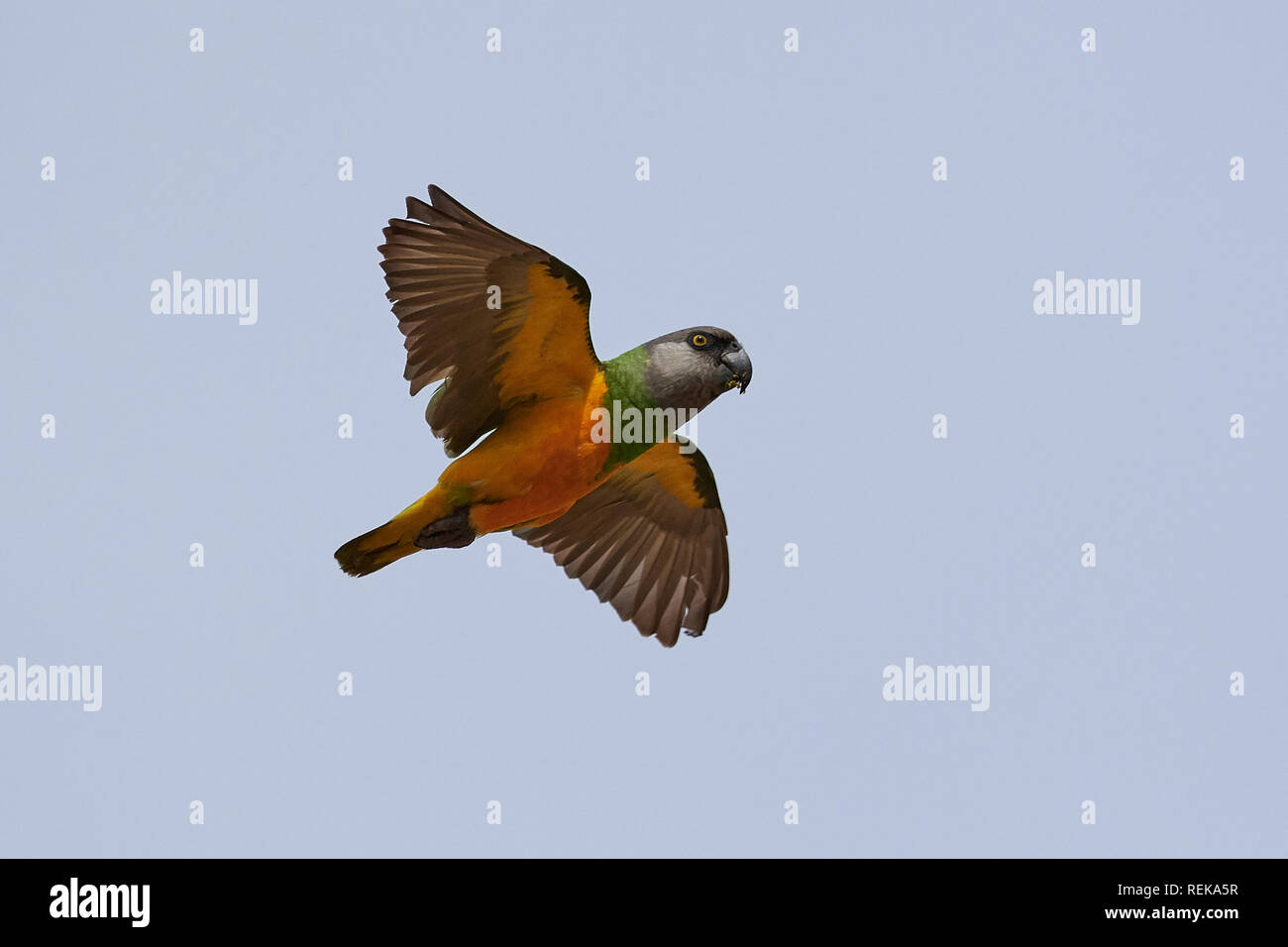 Senegal parrot hi-res stock photography and images - Alamy