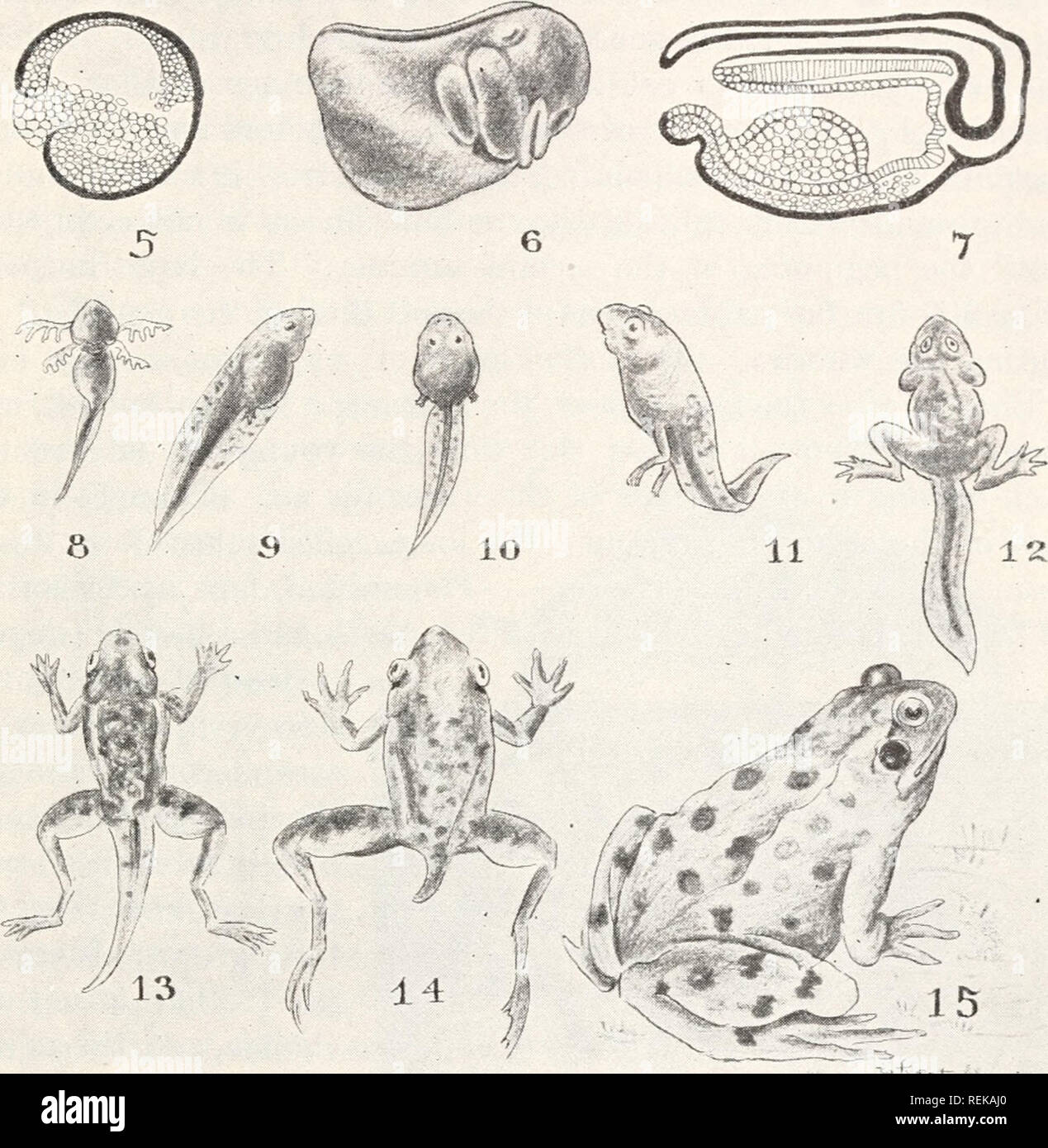 Tadpole With Hind Legs High Resolution Stock Photography and Images - Alamy