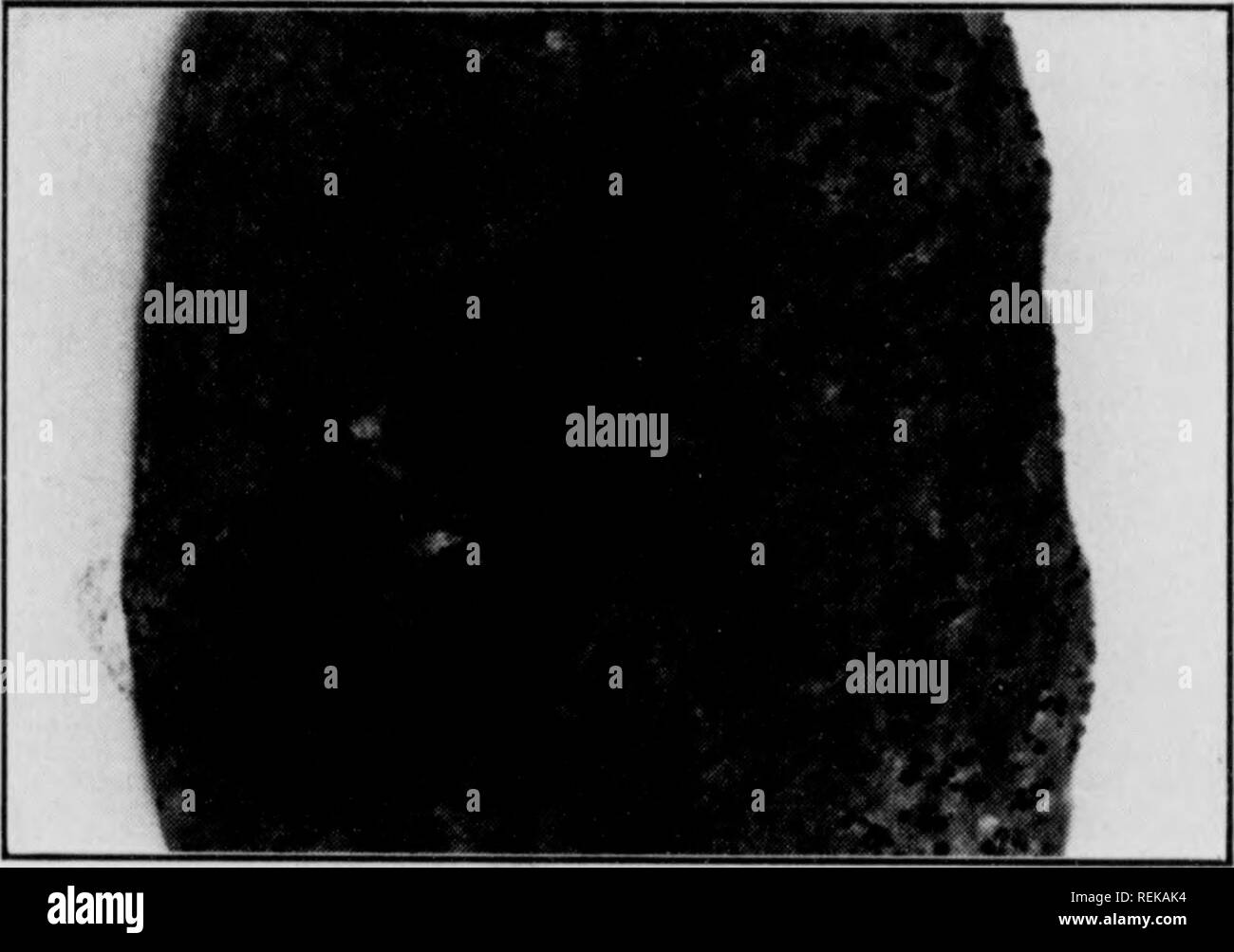 Cirtus grove hi-res stock photography and images - Alamy