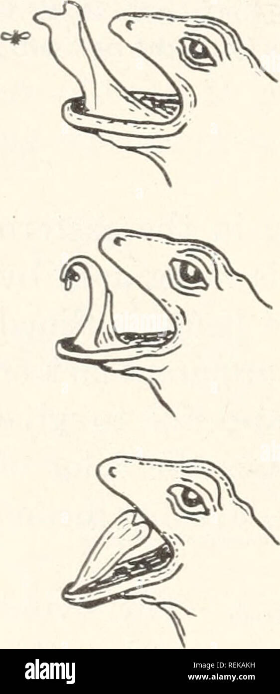 Third eyelid frog hi-res stock photography and images - Alamy