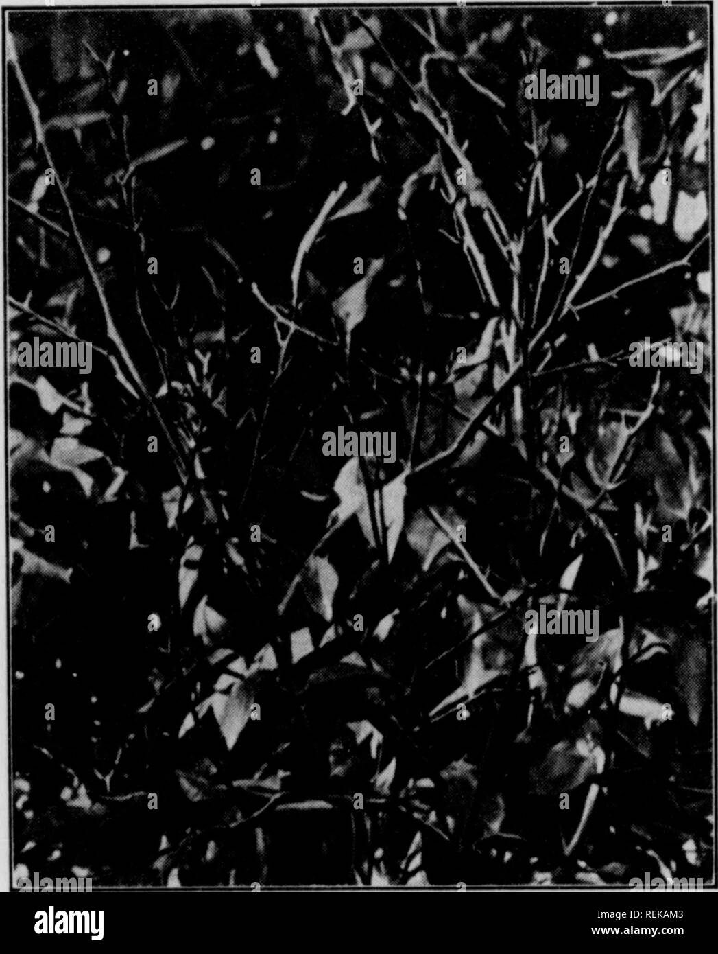 Prune branches Black and White Stock Photos & Images - Alamy
