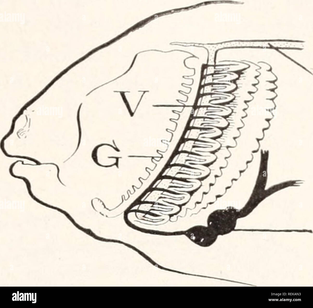 Fish gills carbon dioxide hi-res stock photography and images - Alamy