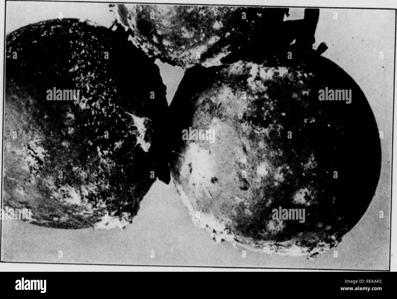 . Cirtus fruits under irragation. Citrus fruits; Fruit-culture. Fig. 22 ...