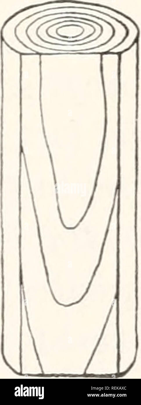 Tree trunk cross section diagram hi-res stock photography and images ...
