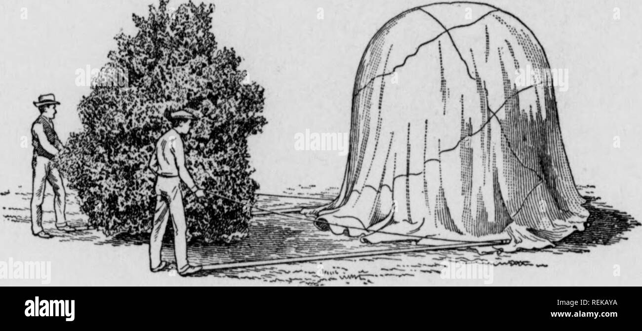 . Cirtus fruits under irragation. Citrus fruits; Fruit-culture. Fig. 22 ...