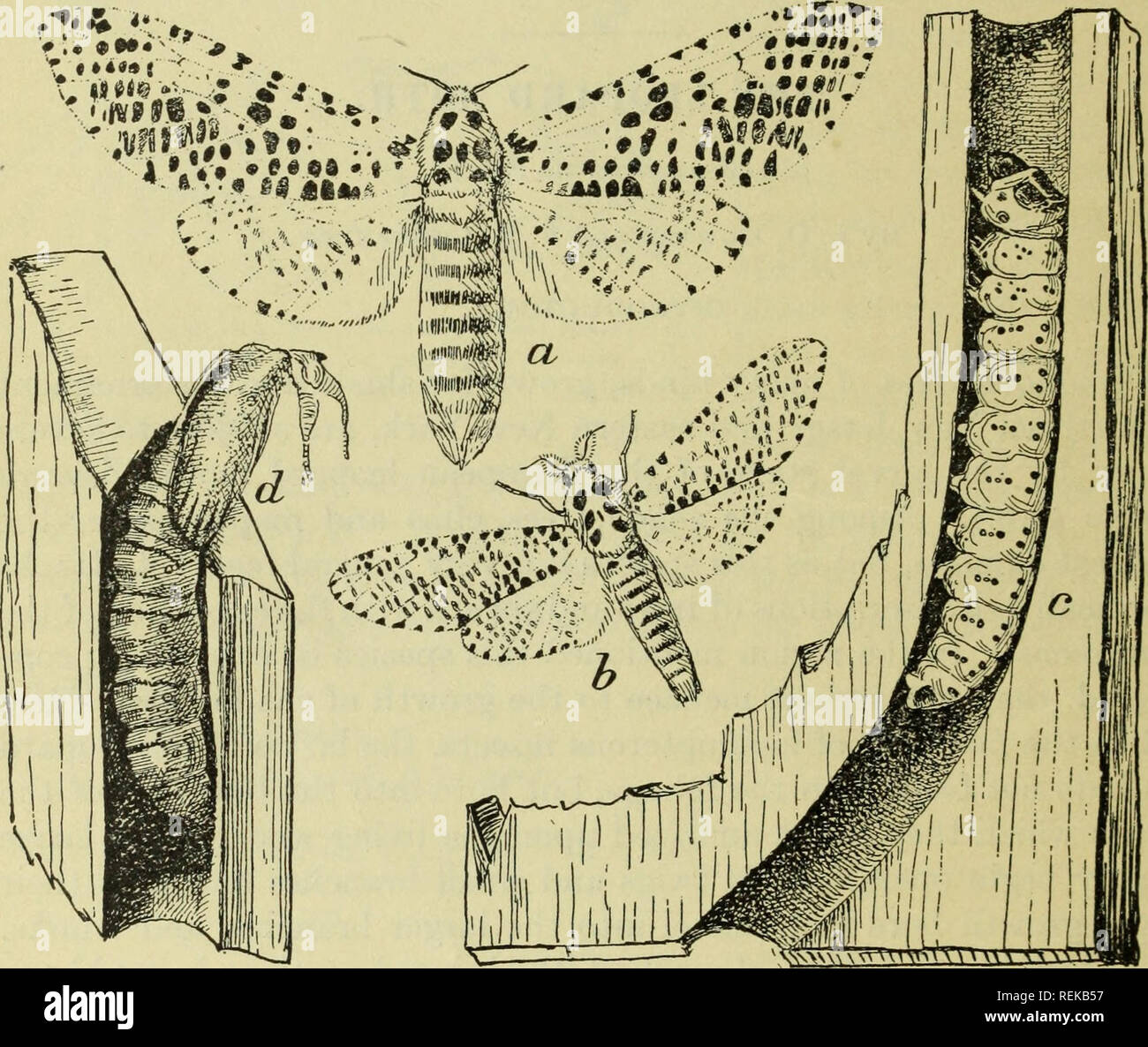 . Circular. Insects. 2 with large and prominent tubercles arranged as ...
