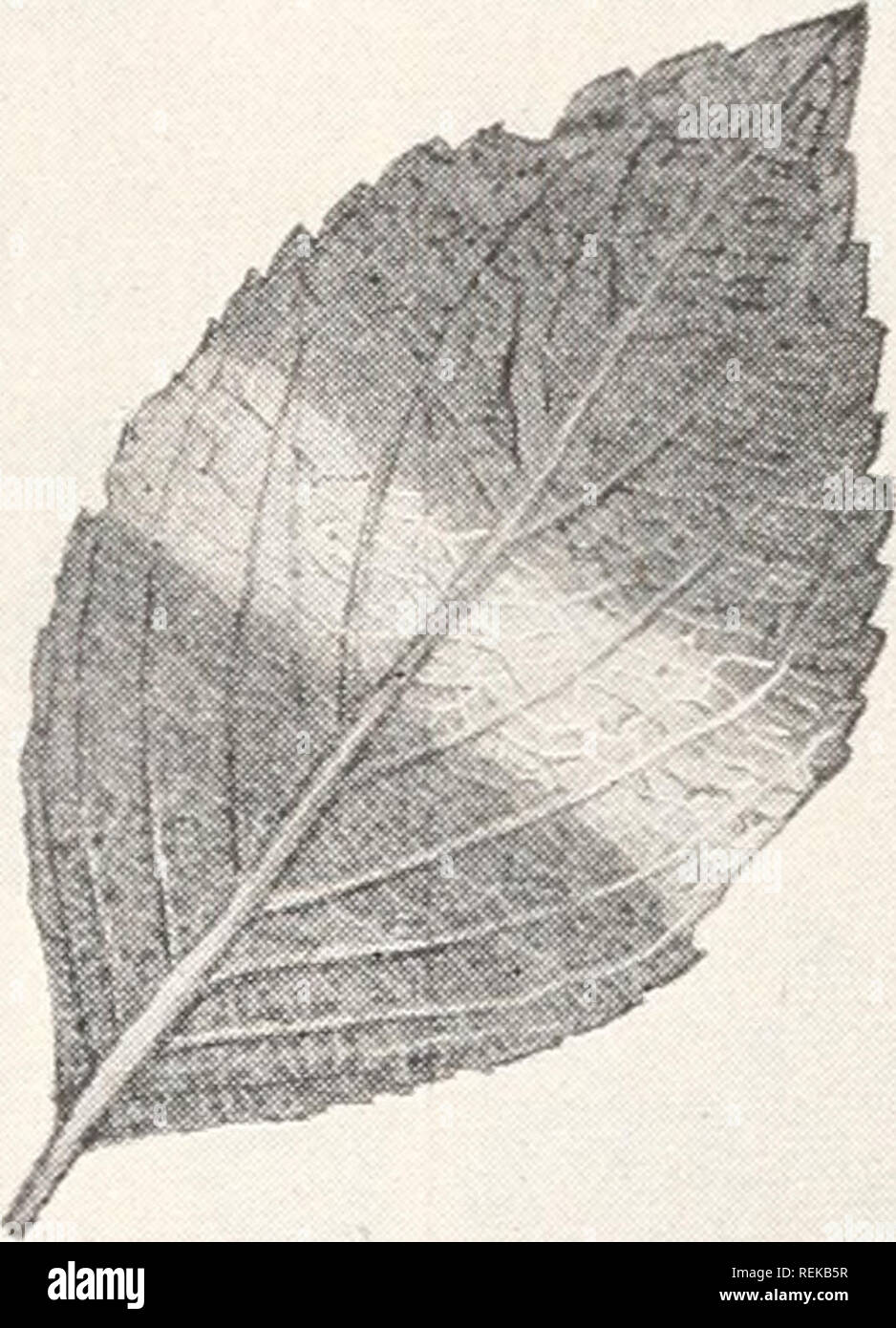 Leaf starch test hi-res stock photography and images - Alamy