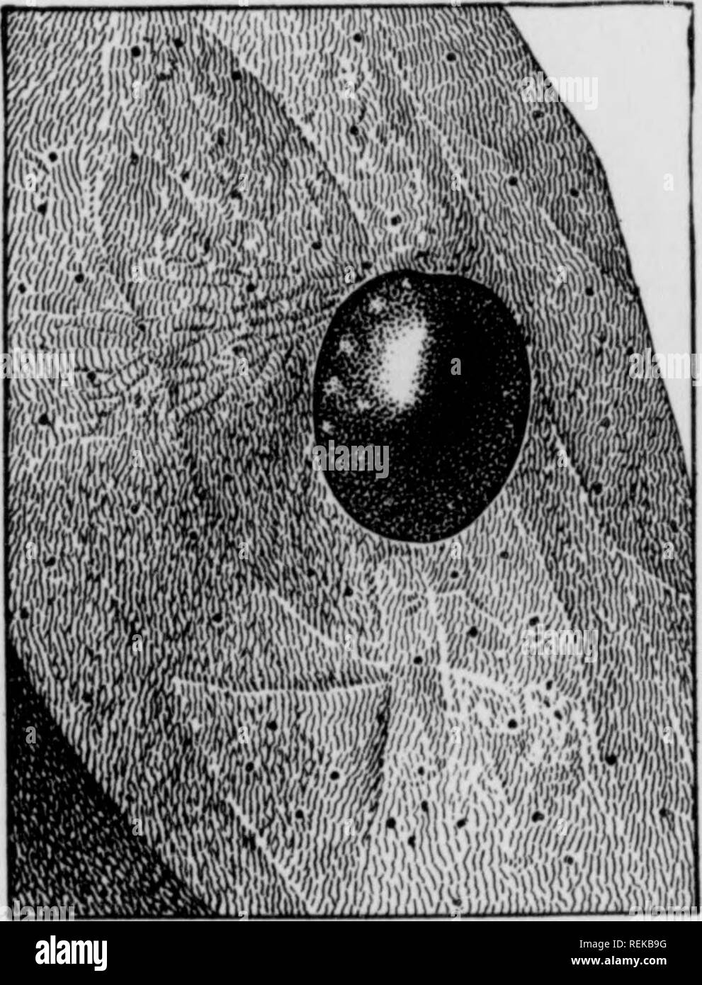 Soft brown scales Black and White Stock Photos & Images - Alamy