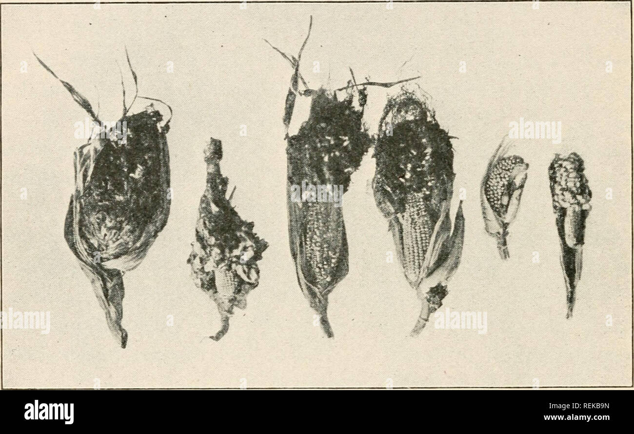 Crown rot apple hi-res stock photography and images - Alamy