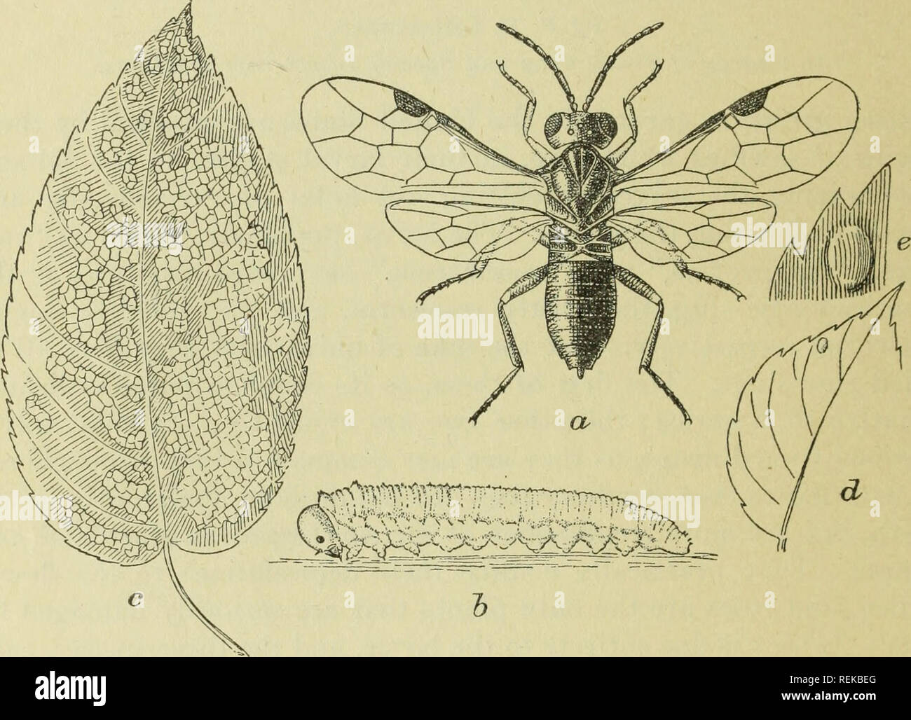 Wing rose joints hi-res stock photography and images - Alamy